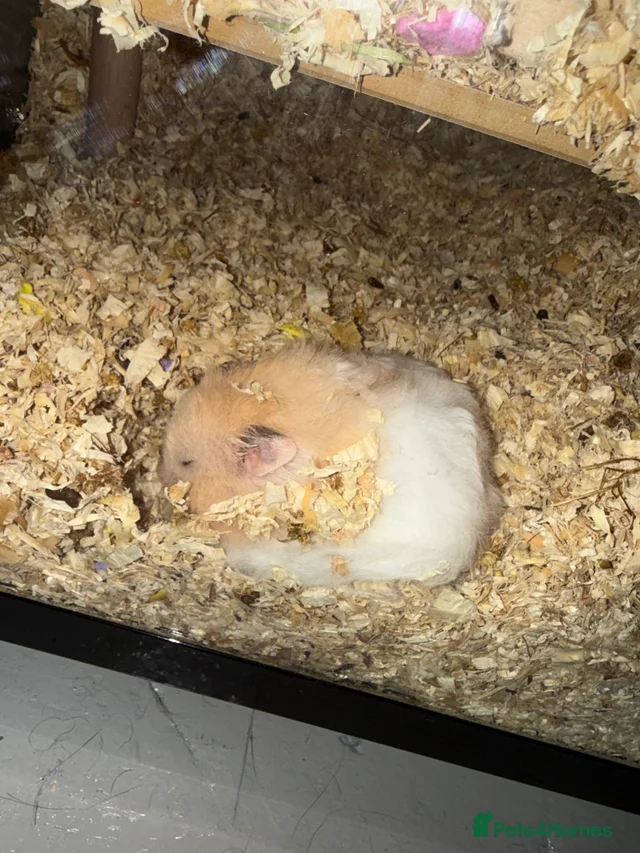 Longhair Hamster and full setup for sale in Ashbourne | Pets4Homes