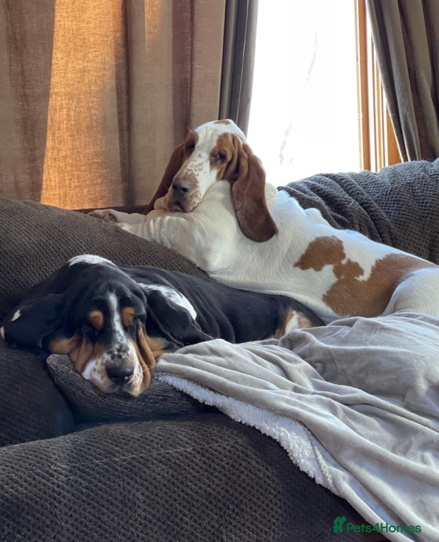 Hannah and Todge for sale in North Walsham | Pets4Homes