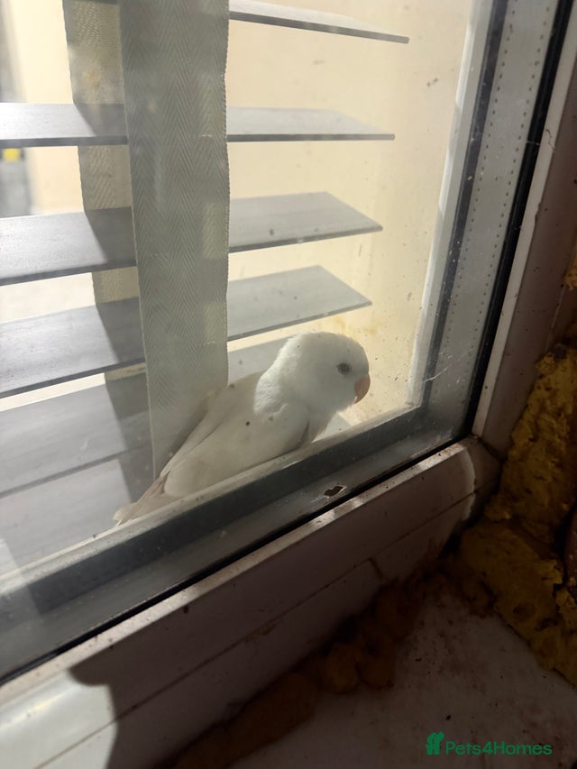 Baby lovebird for sale in Manchester | Pets4Homes