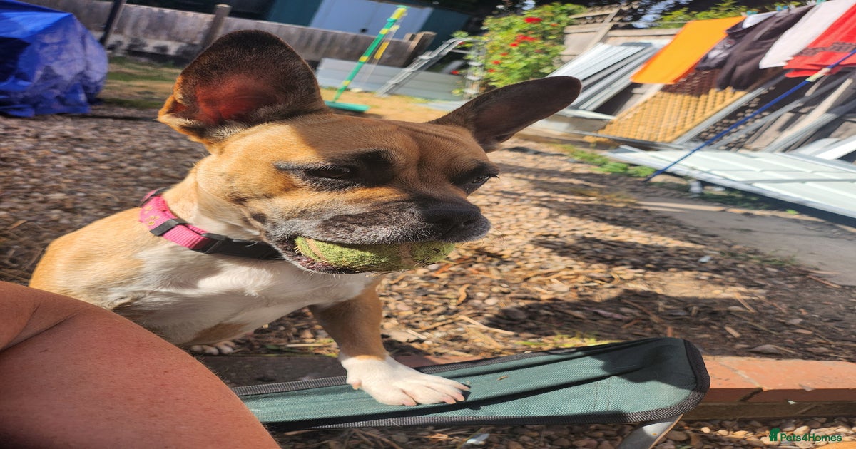 Frenchie x jack Russell my name is rudy for sale in Wolverhampton ...