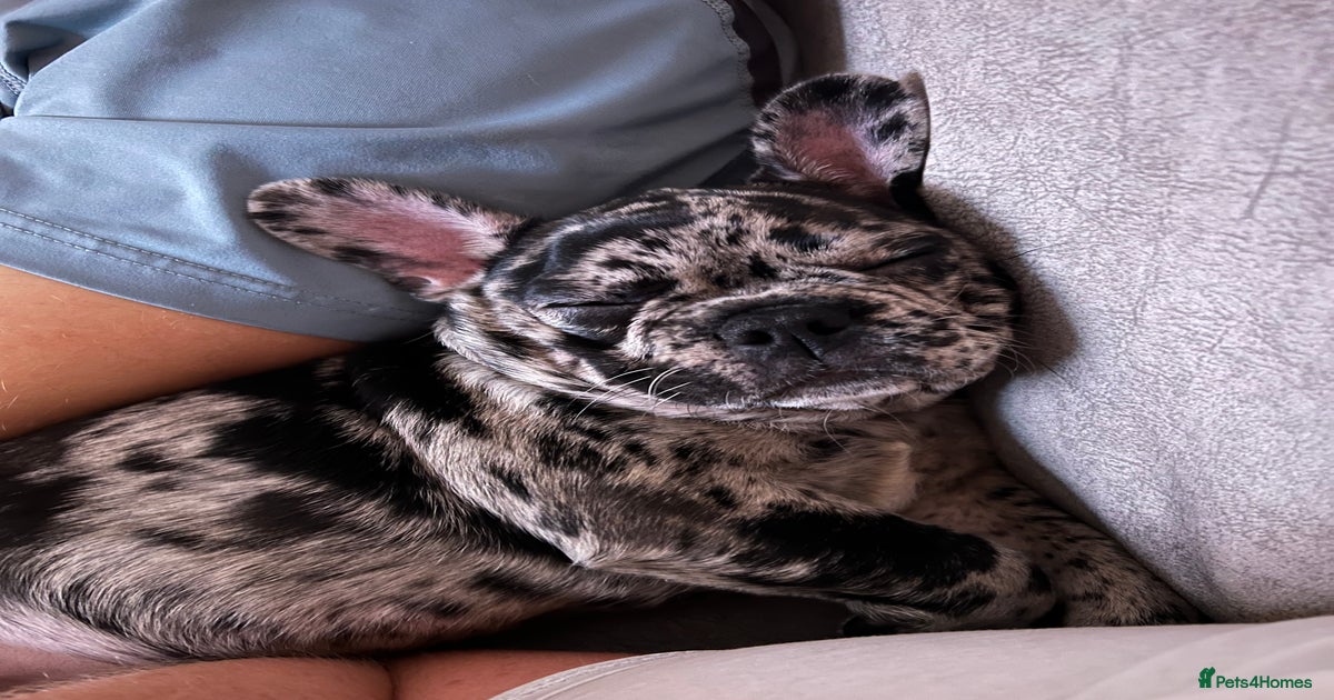 Merlin French bull dog for sale in Knaresborough | Pets4Homes