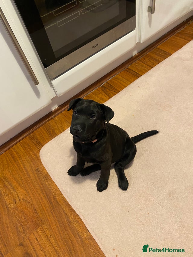 Gorgeous lab pei puppy for sale in Saint Austell | Pets4Homes