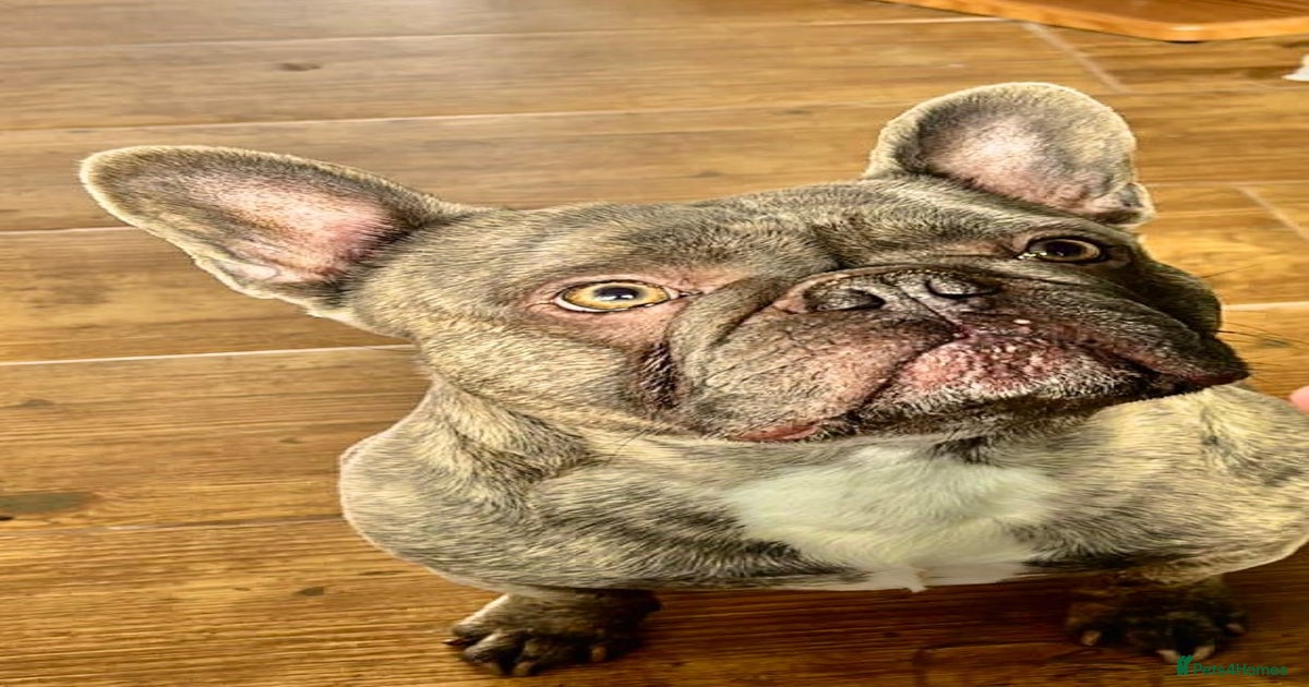 6year old frenchy male rare colours for sale in Liverpool | Pets4Homes