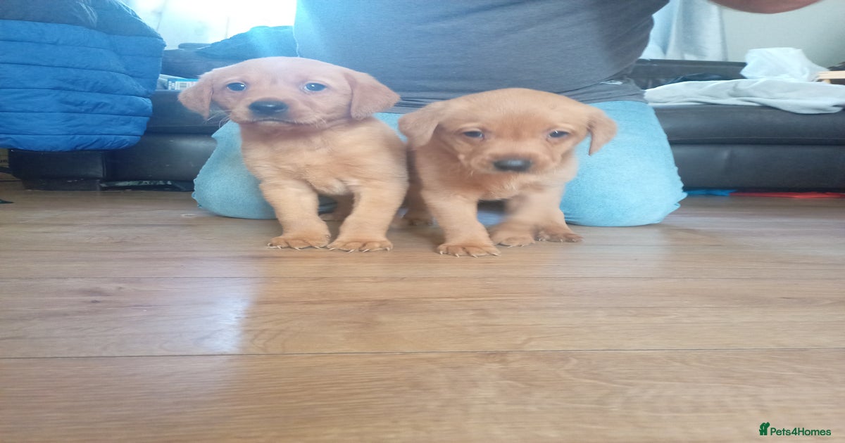 Beautiful litter of chunky labrador puppies for sale in Chesterfield ...