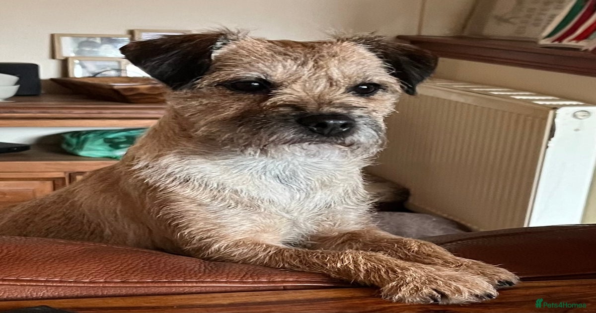 Border Terrier Pups for sale in West Linton | Pets4Homes