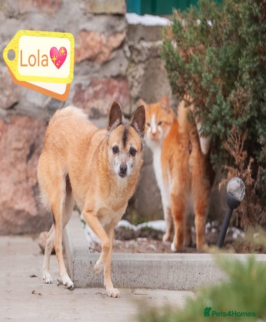 Free Dogs for adoption | Pets4Homes