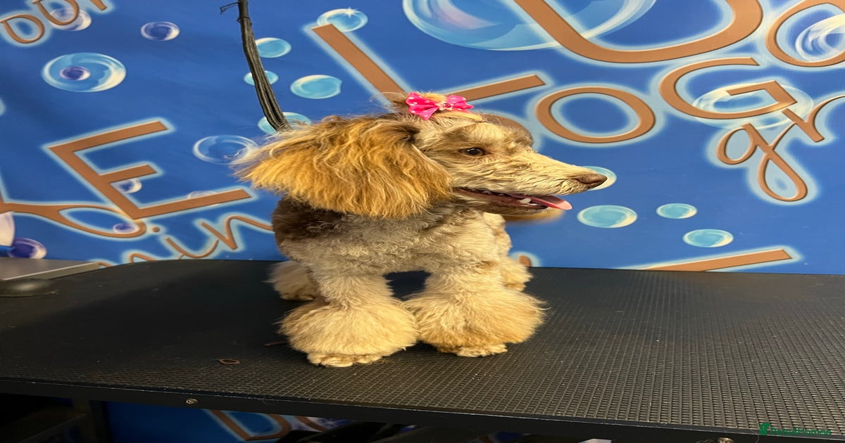 Chocolate Merle Toy Poodle Stud PROVEN for stud in Doncaster | Pets4Homes