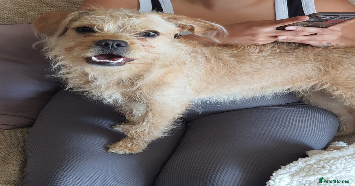 Frenchie x cockapoo for sale in Newark | Pets4Homes