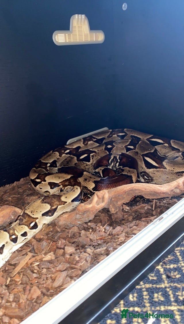 True red tail boa for sale in Richmond | Pets4Homes
