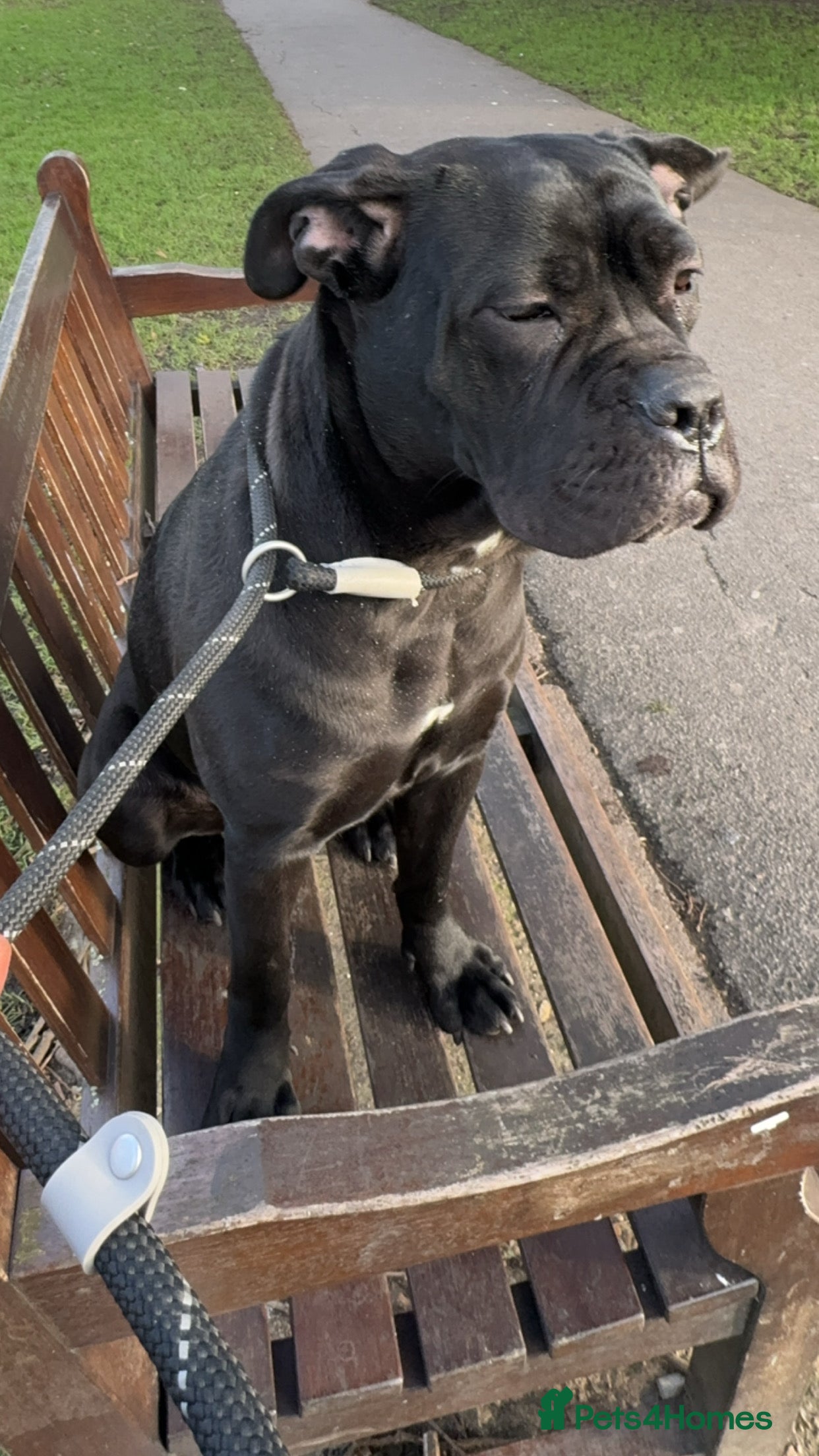 6 months ready to leave Cane Corso pure breed for sale in London ...