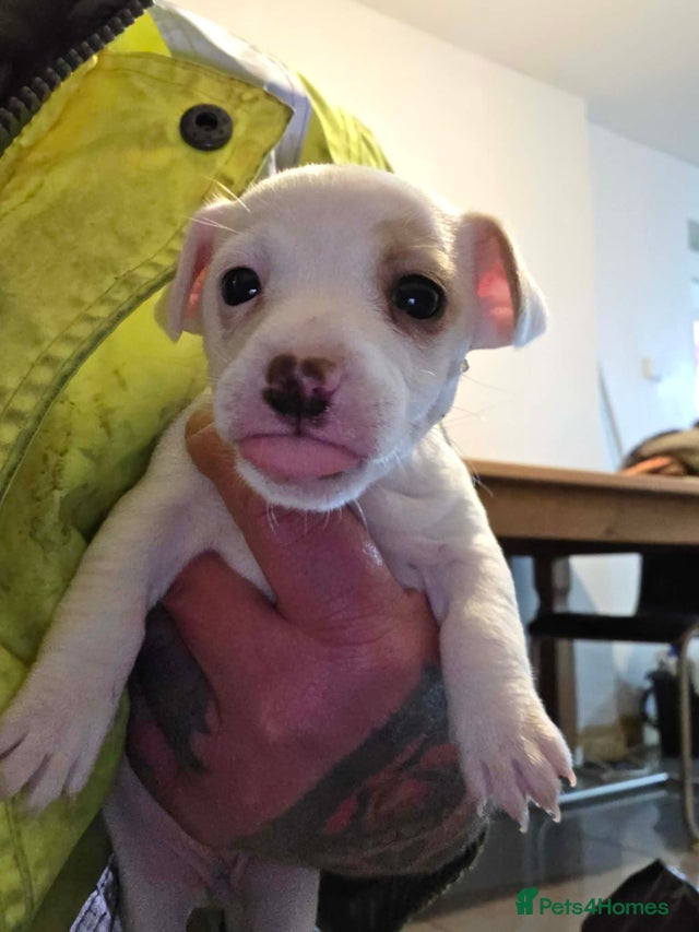 Jack russell pups for sale in Wigan | Pets4Homes