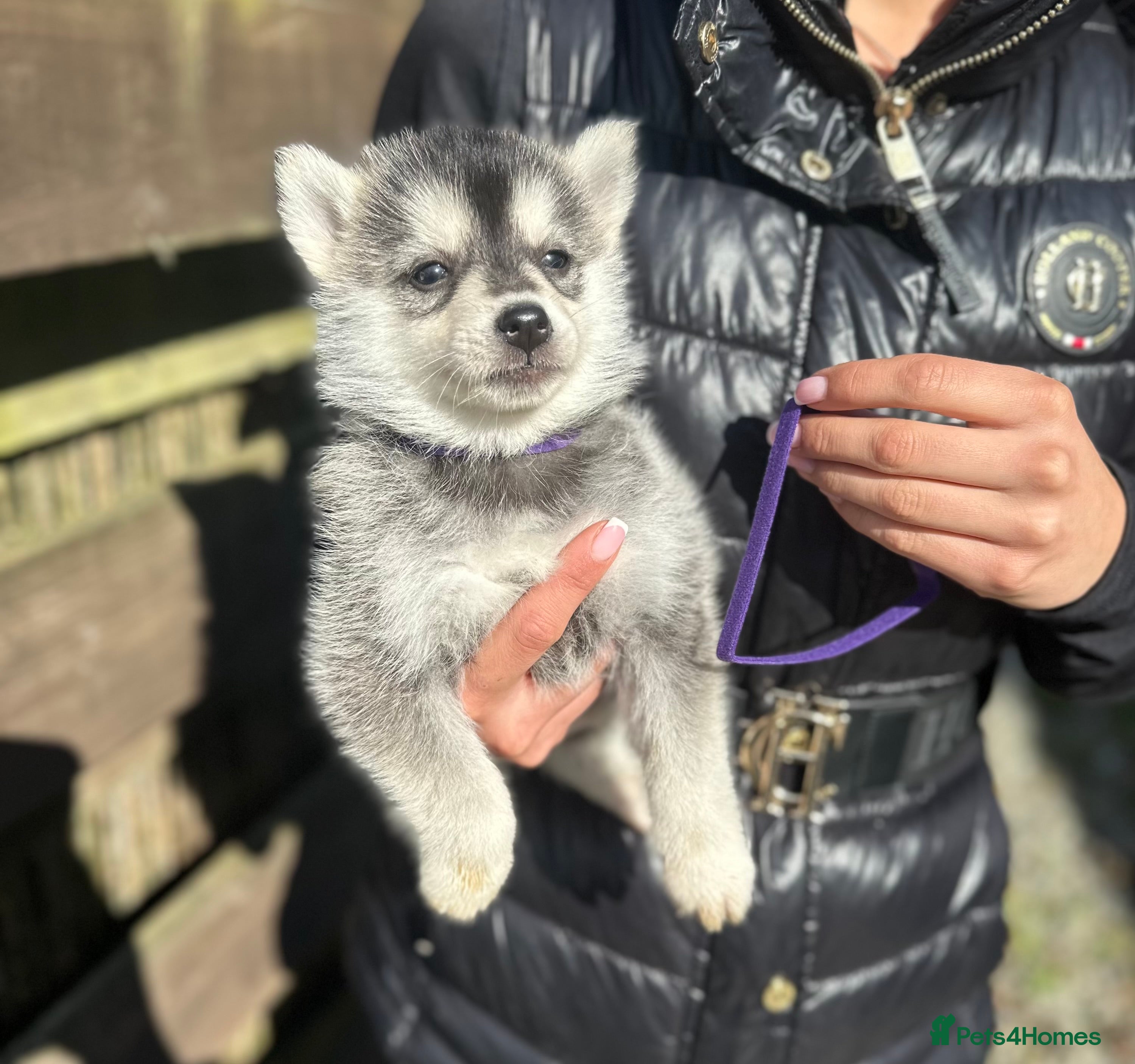Beautiful f3 Pomsky puppies for sale in Plymouth | Pets4Homes