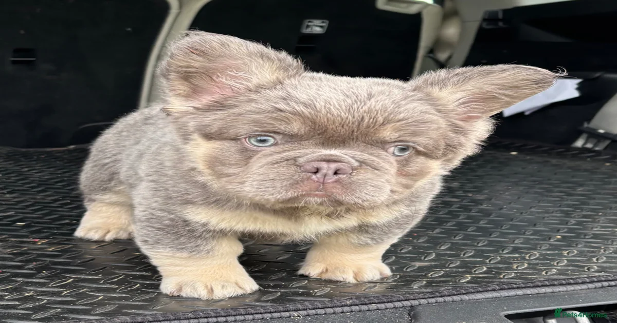Kennel club registered Puppies for sale | Pets4Homes
