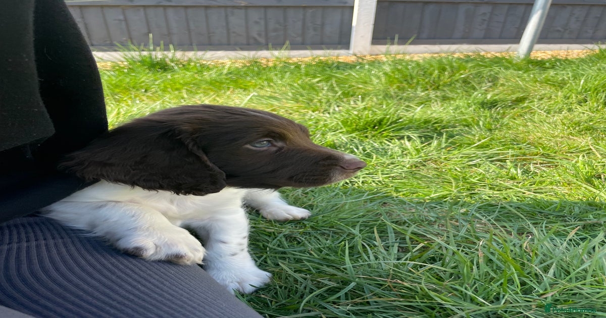 Gorgeous English Springer spaniels (Rytex) for sale in Mold | Pets4Homes