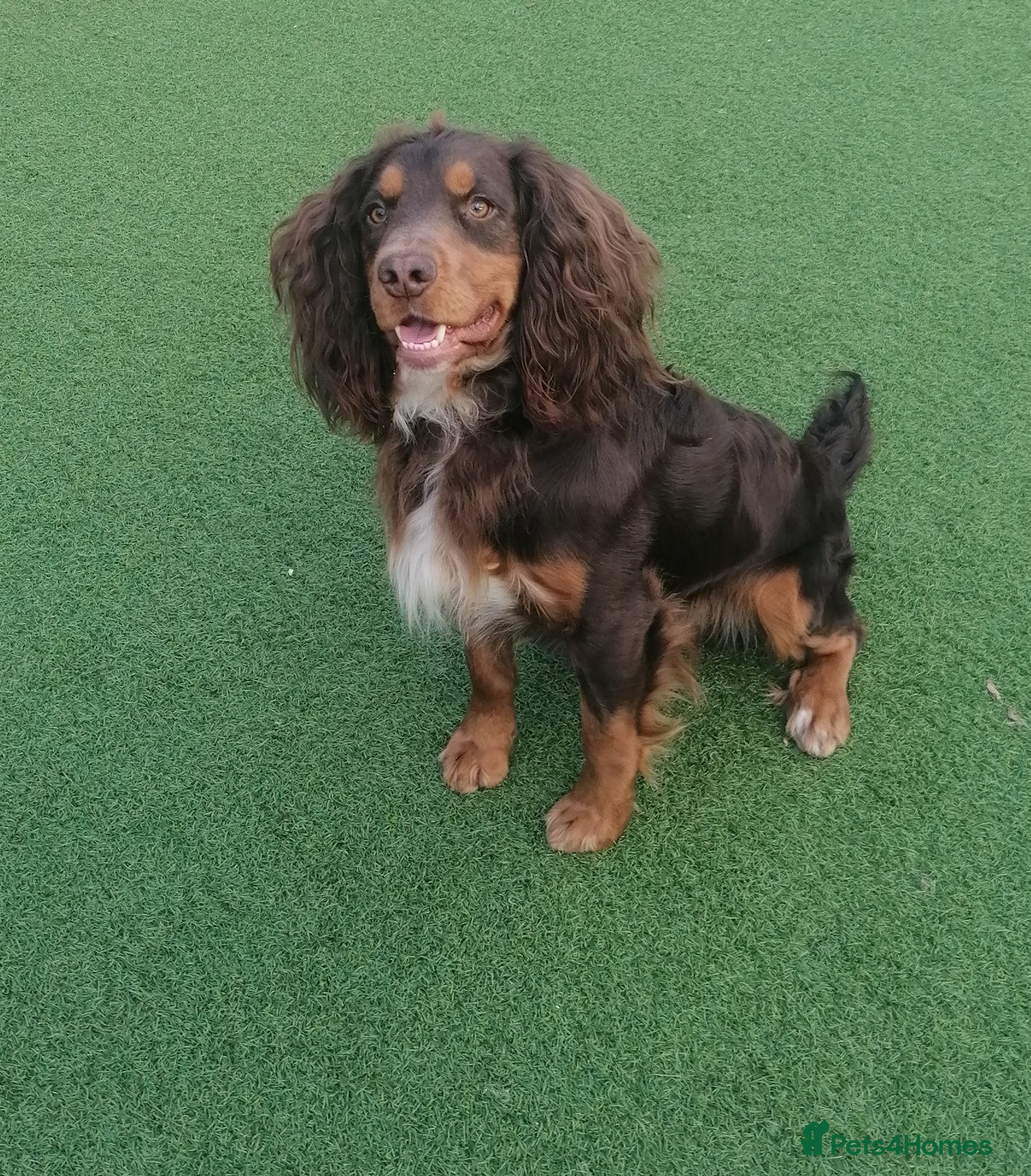 Health tested chocolate&tan working cocker spaniel for stud in ...
