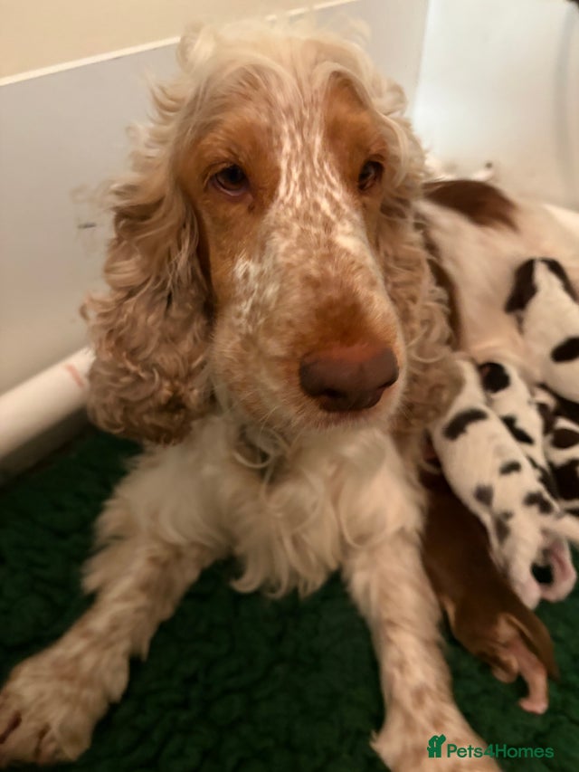 Quality kc show type cocker spaniels for sale in Spalding | Pets4Homes