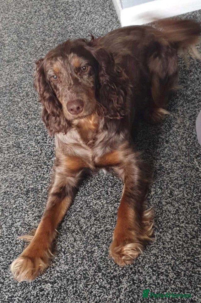 Cockapoos Chocolate Merle health tested for sale in Durham | Pets4Homes