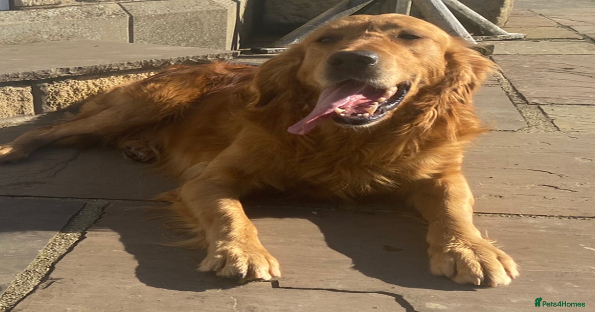 Angus Golden Retriever stud dog for stud in Pickering | Pets4Homes