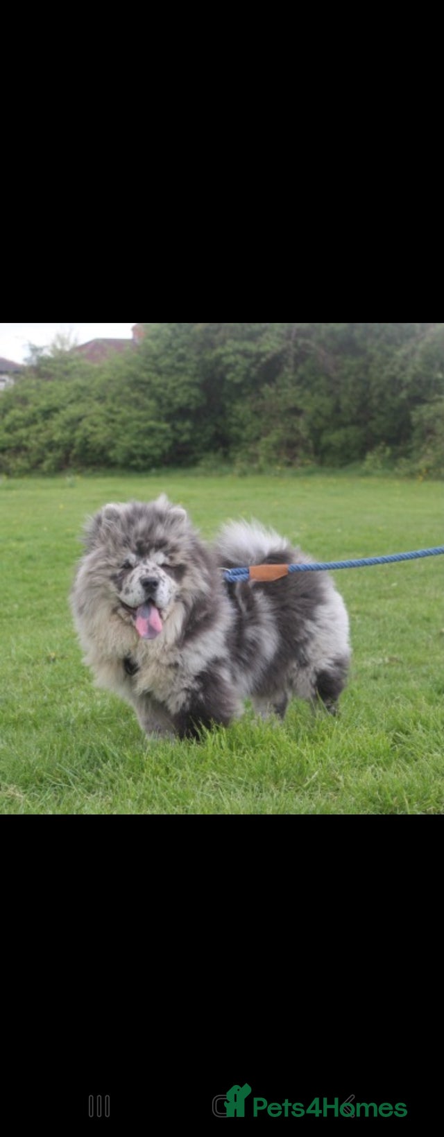 Merle chow chow for sale in Liverpool | Pets4Homes
