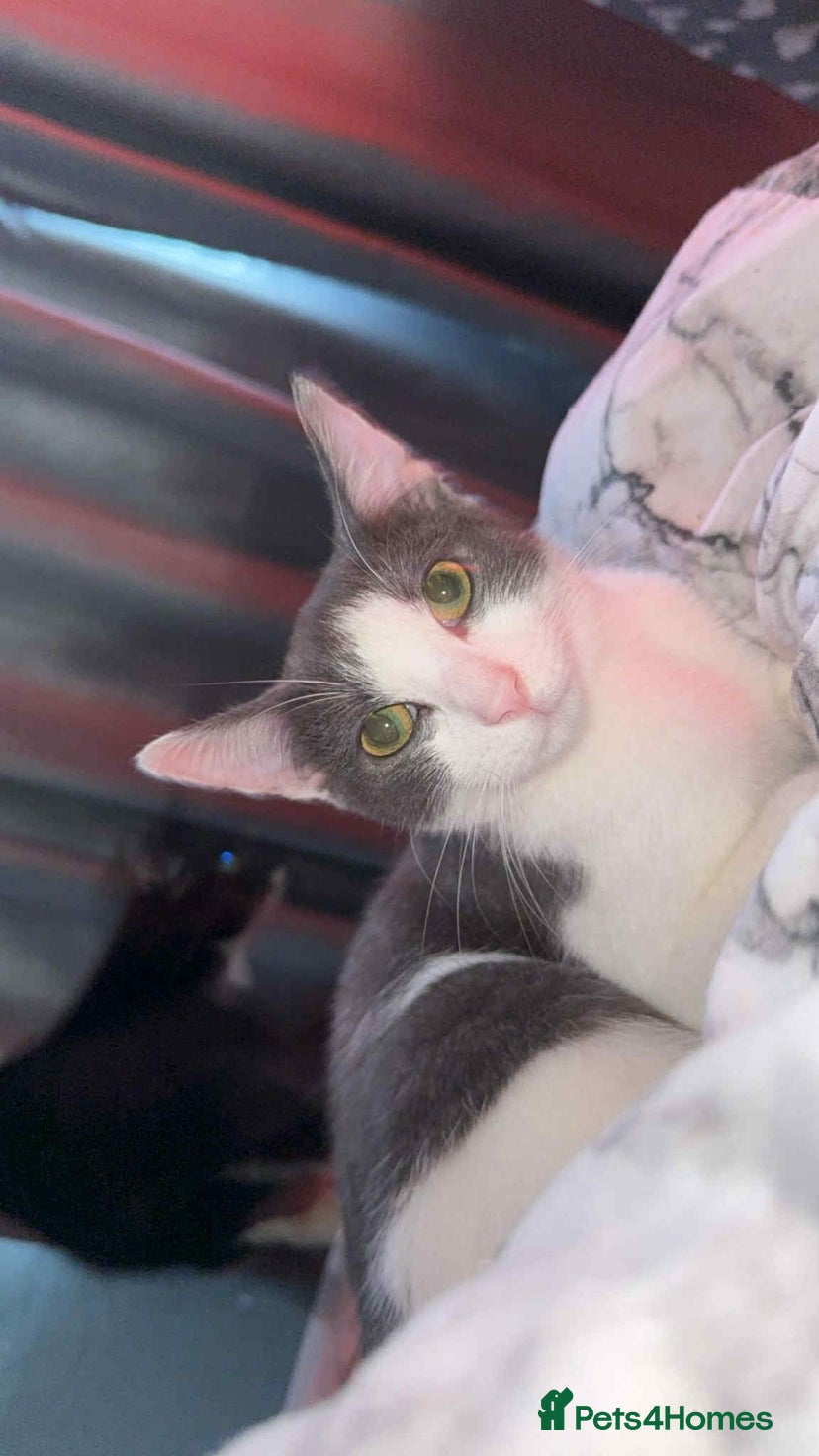 Grey and white 11 month old cat for sale for sale in Stoke-on-Trent ...
