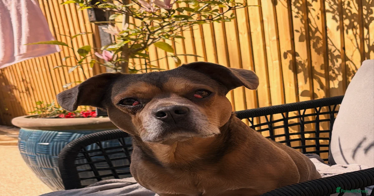 Hugo dog Puppies for sale | Pets4Homes