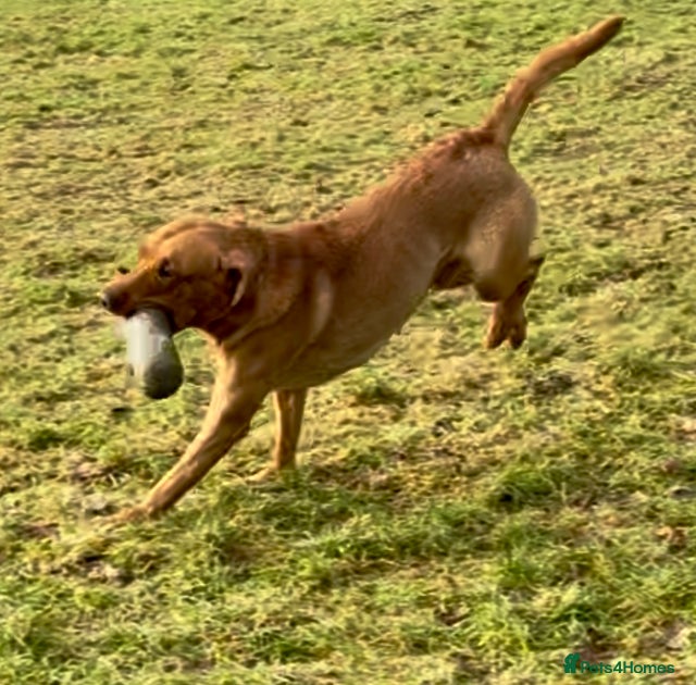 STUNNING KC DARK FOX RED WORKING LABRADOR STUD DOG for stud in South ...