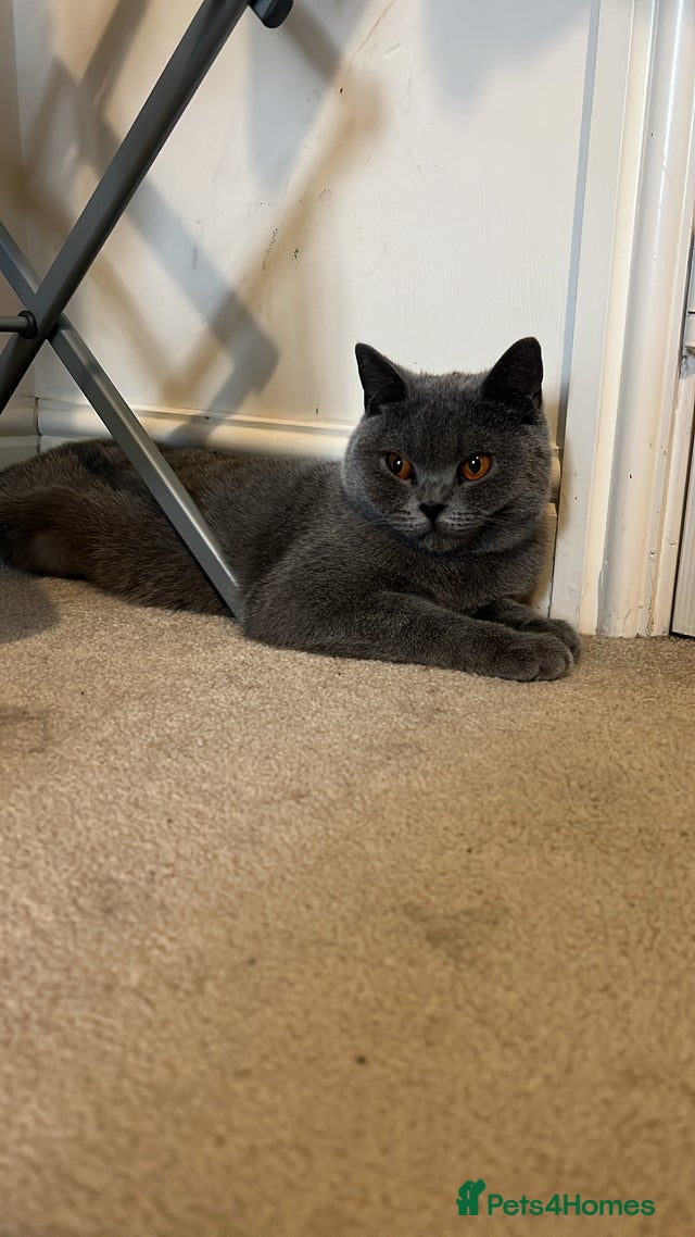 Beautiful BSH Girl Looking for Loving Home for sale in Birmingham ...