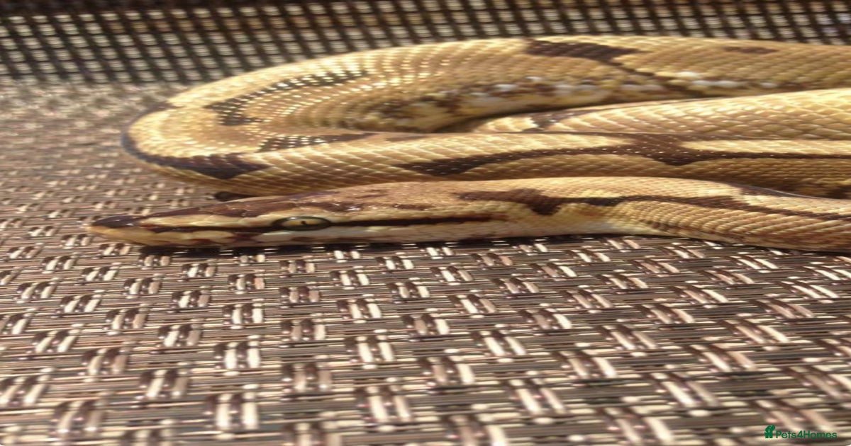 Spider Royal (ball) python for sale in Littleborough | Pets4Homes