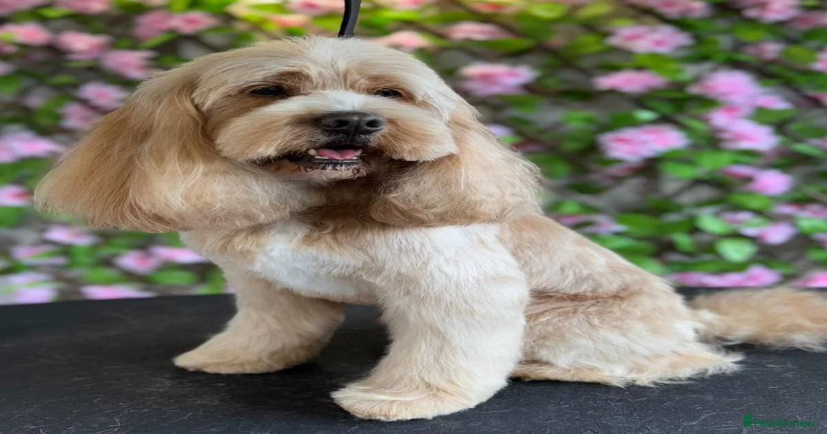 F1 PROVEN Toy Cavapoo DNA Clear stud for stud in Stafford | Pets4Homes