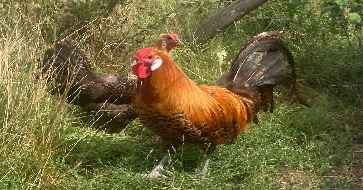 Trio of Golden Deathlayer for sale in Ashford | Pets4Homes