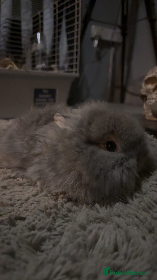 Lion head / mini lop mix baby male rabbits for sale in Tredegar ...