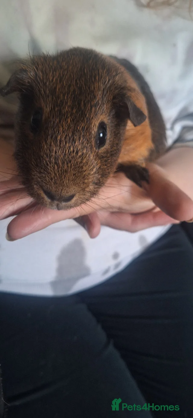 Guinea pig boar 1 Yr old for sale in Nottingham | Pets4Homes