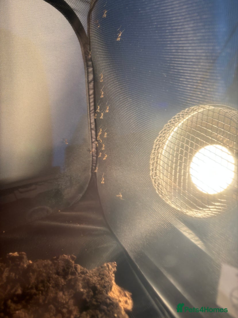 Giant Asian praying mantis for sale in Sutton Coldfield | Pets4Homes