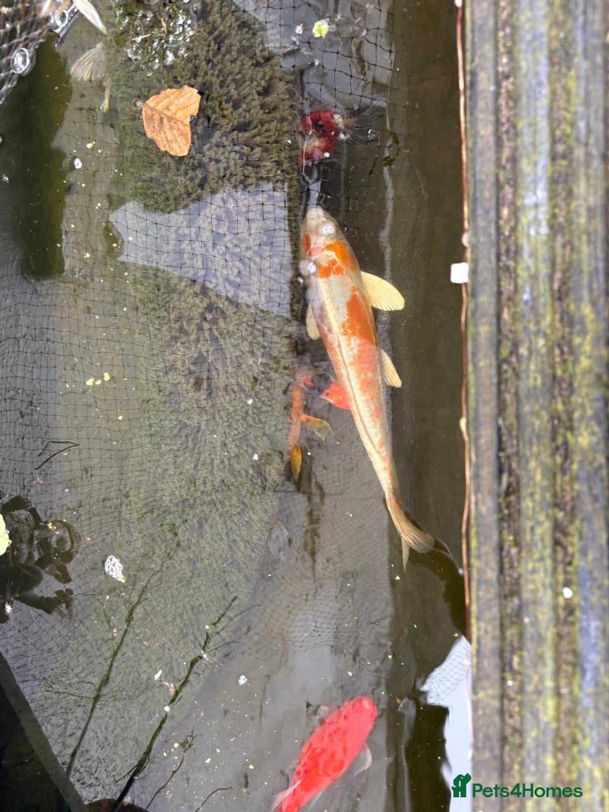 Koi & pond for sale in Barry | Pets4Homes
