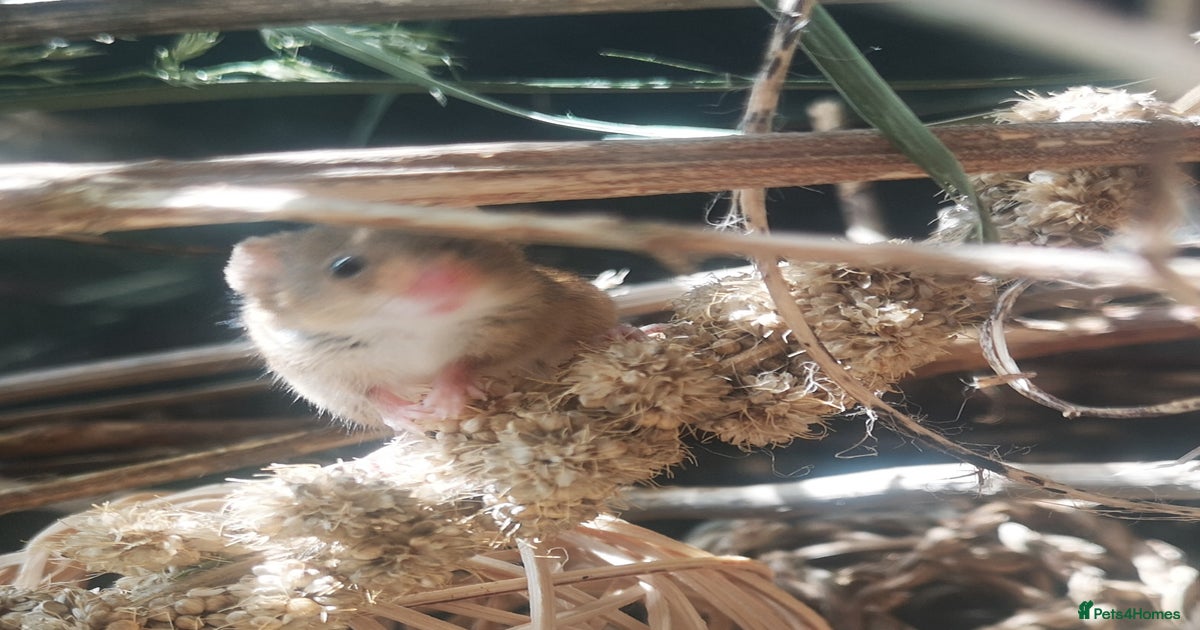 Young harvest mice for sale for sale in Portsmouth | Pets4Homes
