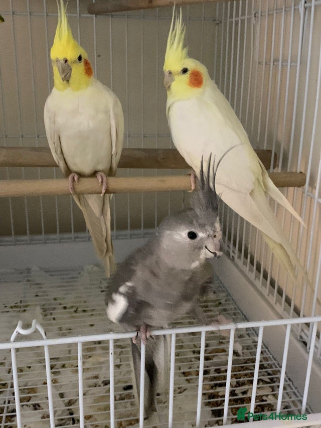 Wavey davey antics | Pets4Homes