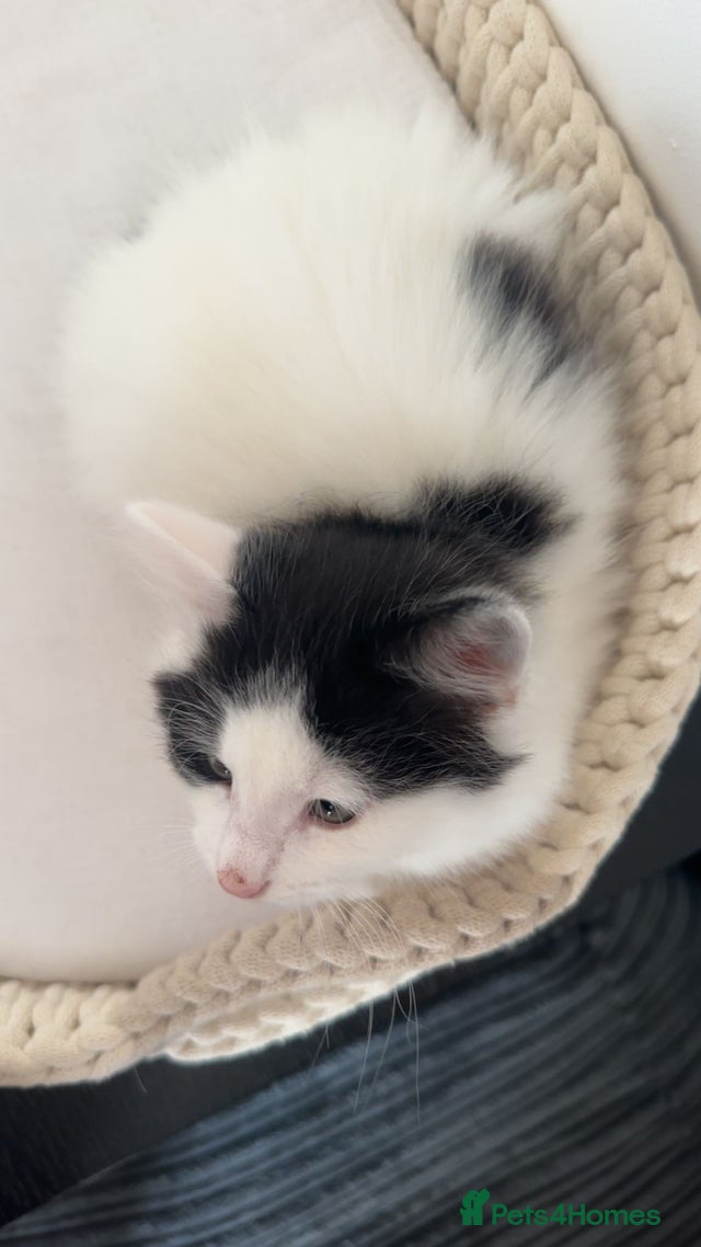 Part Maine Coon black and white fluffy male cat for sale in Northampton ...