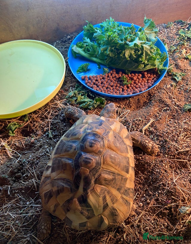 Herman tortoise male 4 years old for sale in Alcester | Pets4Homes