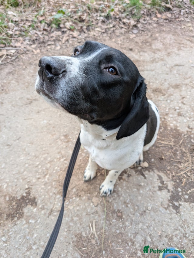 Our beloved dog for sale for sale in Ashbourne | Pets4Homes