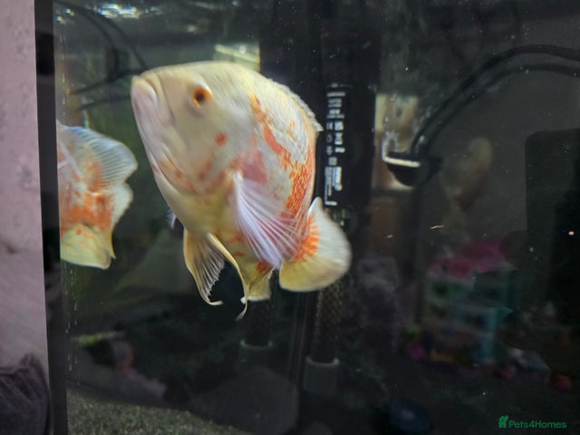 ALBINO TIGER OSCAR for sale in Ipswich | Pets4Homes