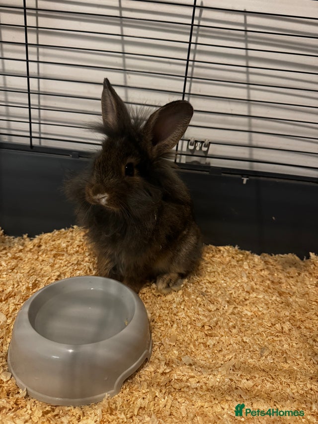 Lionhead rabbit for sale in Gillingham | Pets4Homes