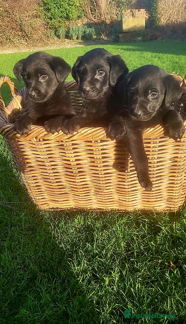 Labrador puppies for sale in Middlesbrough | Pets4Homes