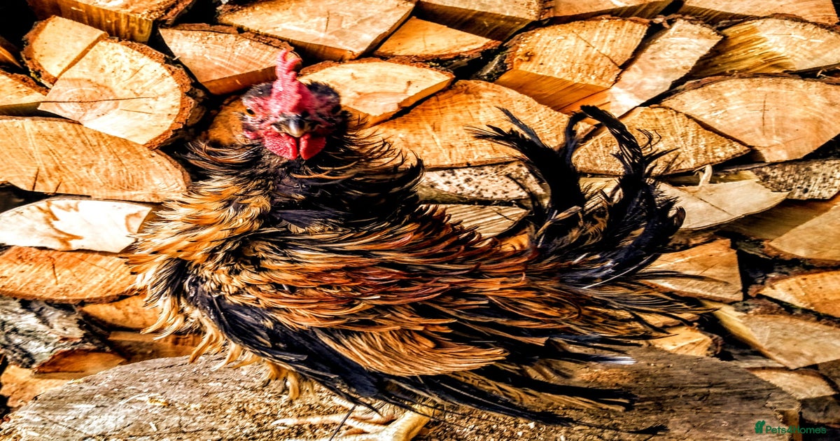Gorgeous frizzled serama cockerel for sale in Tipton | Pets4Homes