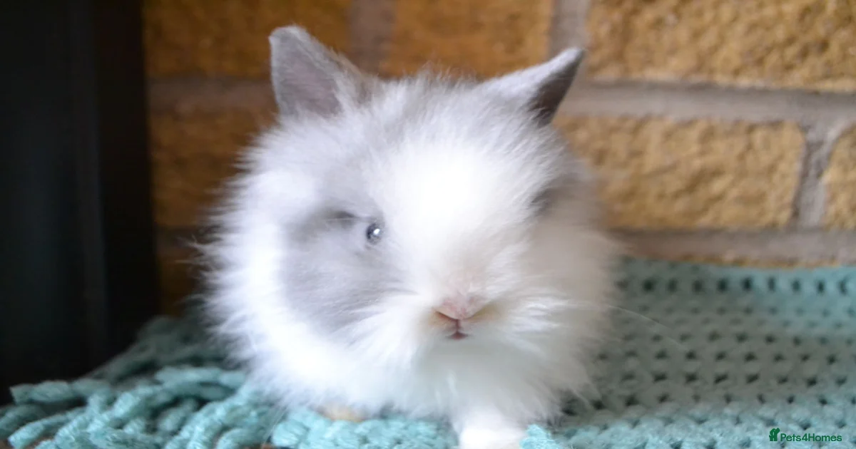 Lionhead Rabbits for Sale for sale in Liverpool, Merseyside | Pets4Homes