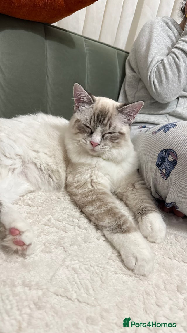 Ragdoll blue lynx - Male for sale in Wigan | Pets4Homes