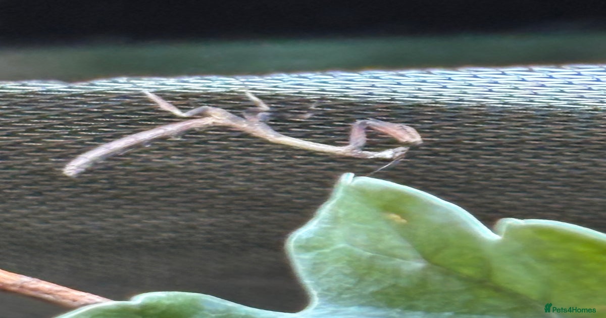 African twig mantises x20 for sale in Billingshurst | Pets4Homes