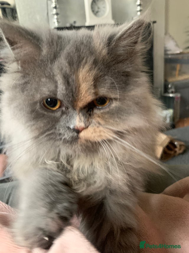Female Persian for sale in Stoke-on-Trent | Pets4Homes