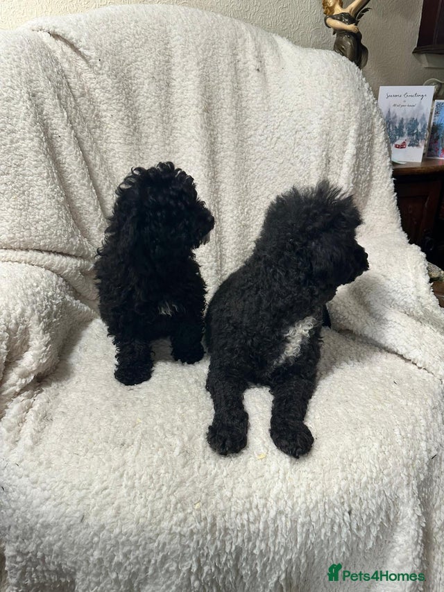 Black toy poodle puppies for sale in Doncaster | Pets4Homes