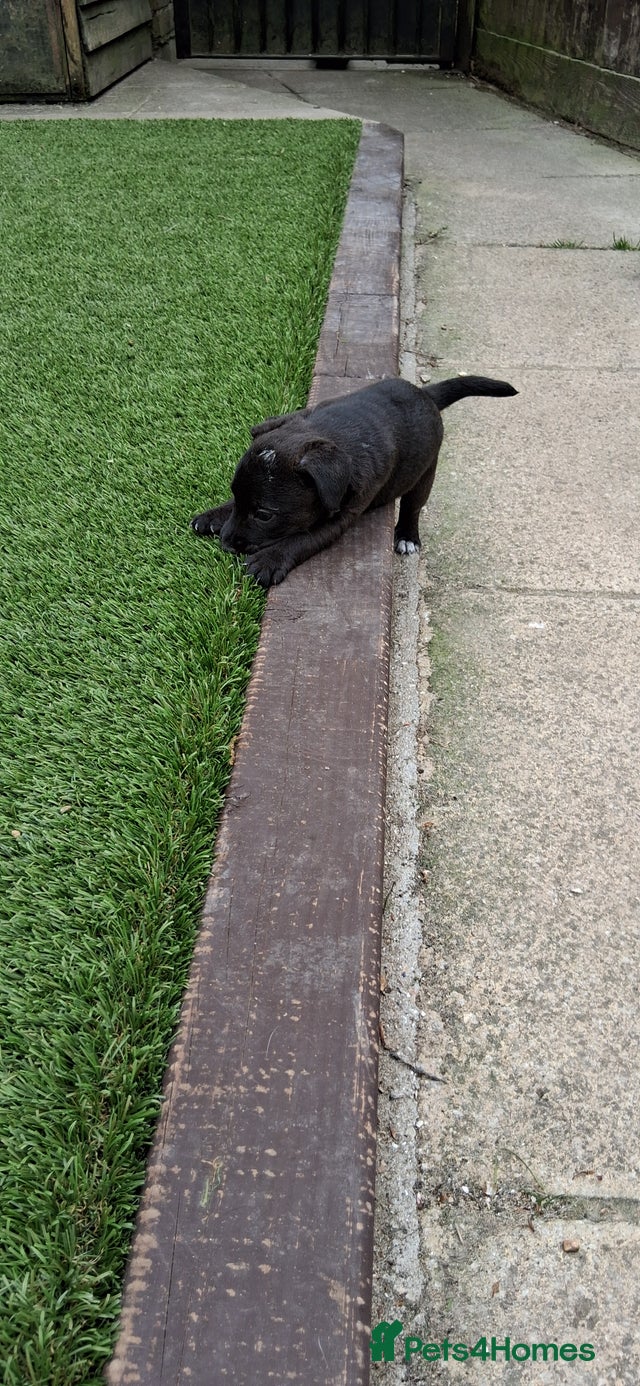 Patterdale x jack Russel for sale in Southampton | Pets4Homes