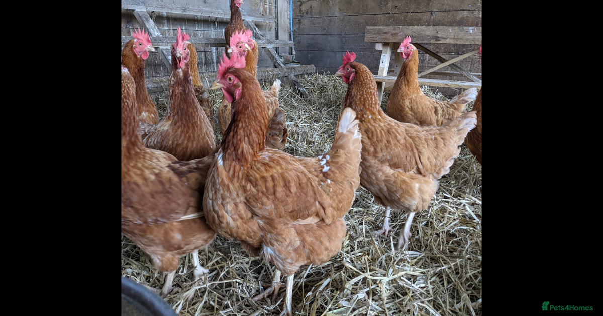 Chickens, Laying Hens, Bovan Browns for sale in Par | Pets4Homes